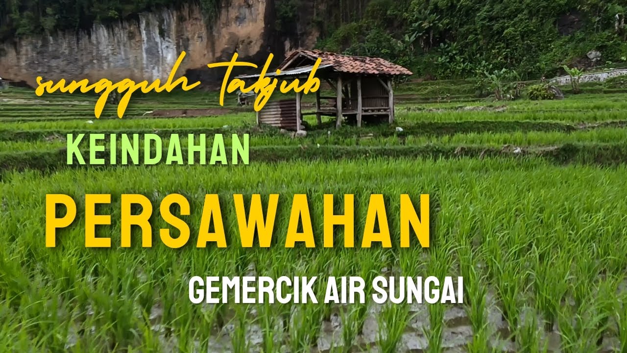 sungguh indah !! pemandangan persawahan diiringi gemercik air sungai ...