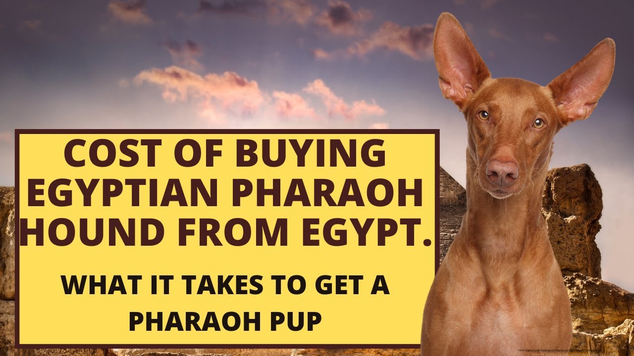 The Pharaoh Hound is a rare and expensive dog breed that originated in ...