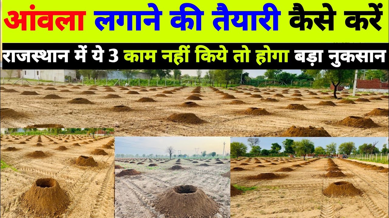आंवले की खेती||Start Your Own AMLA Farming Business Today - YouTube