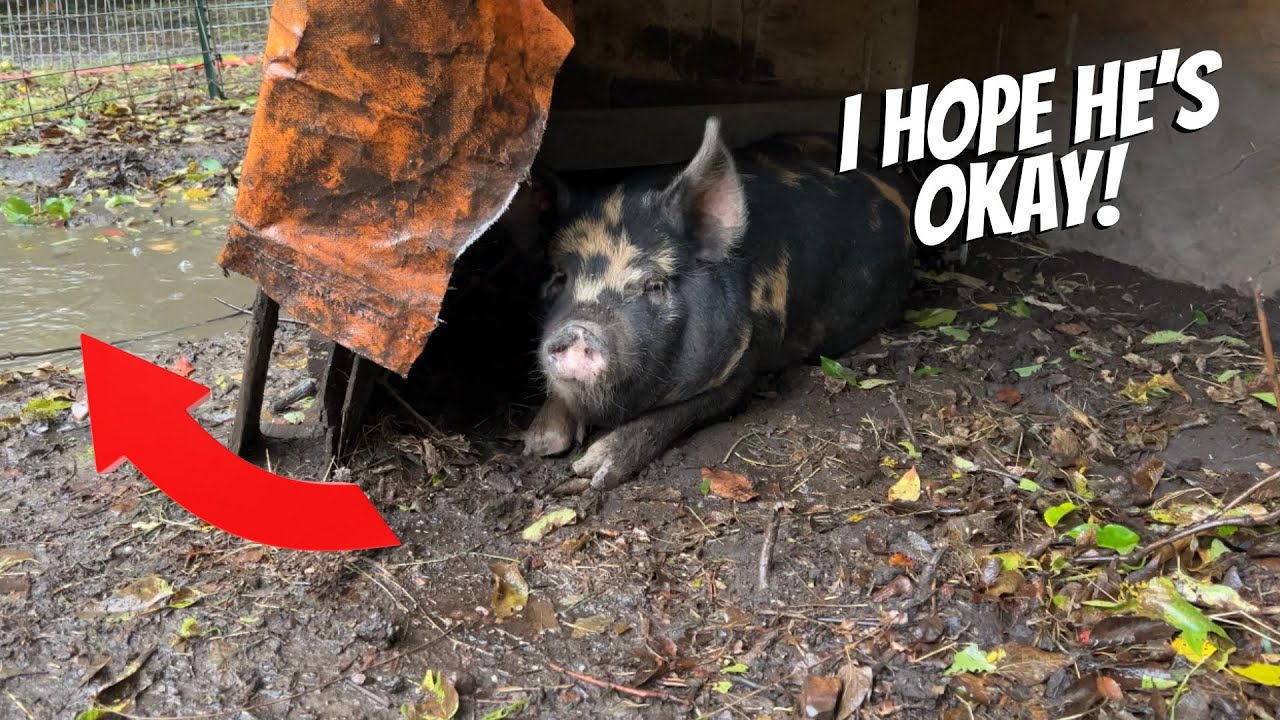 NEARLY DROWNED MY PIG! - YouTube
