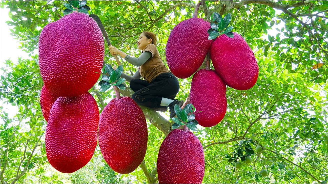 Harvesting Giant Mutant Red Jackfruit - The most delicious jackfruit in the world | Farm life ...