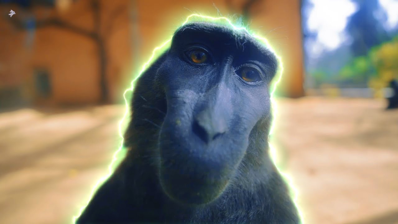 RIZZ MONKEY - YouTube