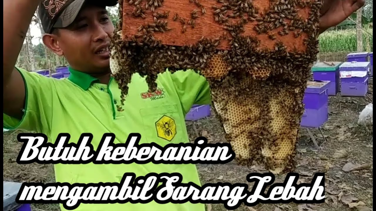 HAMA PENYAKIT LEBAH MELIFERA | Budidaya - YouTube