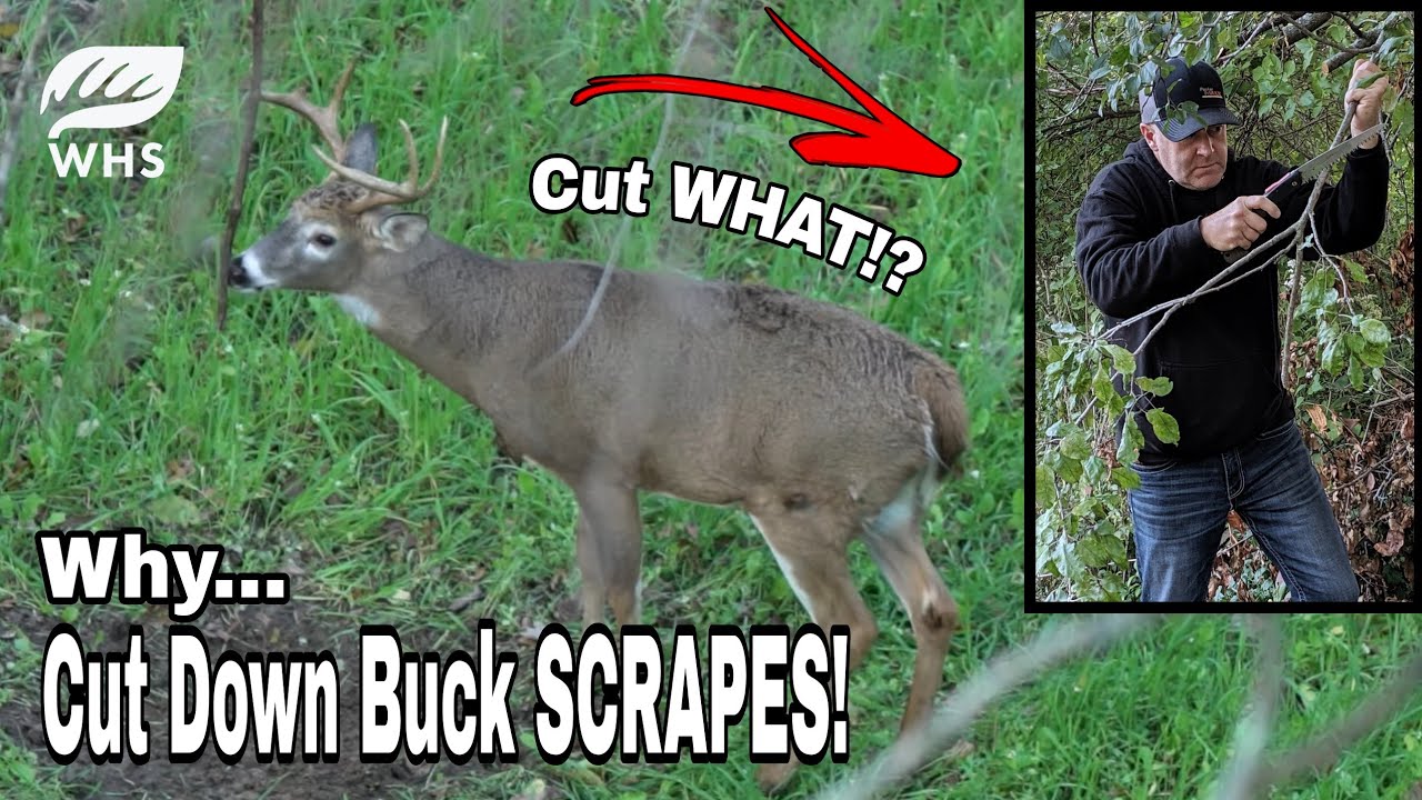 3 Reasons To Cut Down A Buck Scrape - YouTube