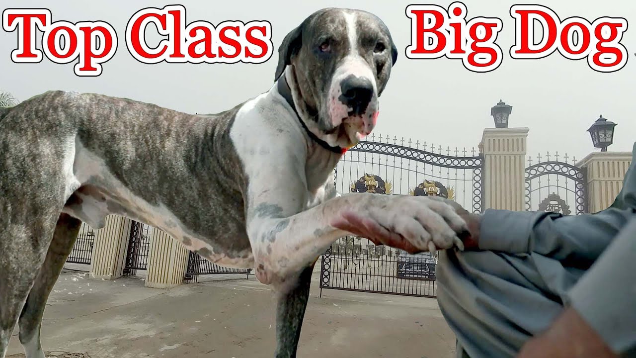 Pakistan ka Bully Kutta Baaz Top Class Pakistani Big Bully Kutta By ...