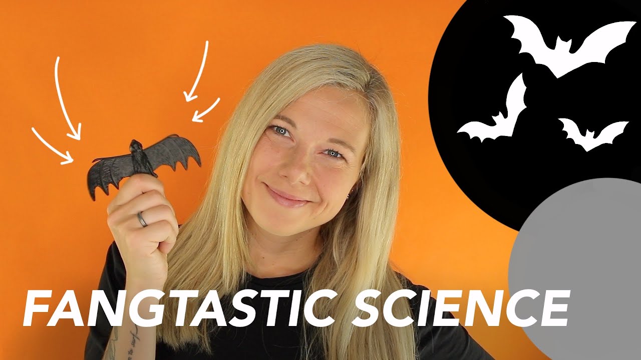 The spooky science of BATS 🦇 | Halloween Special 🎃👻 - YouTube