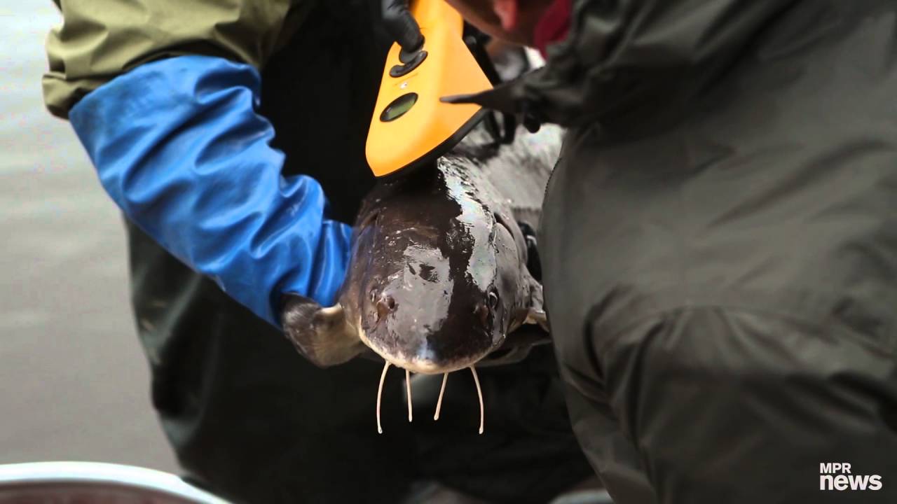 Tagging sturgeon on the St. Louis River - YouTube