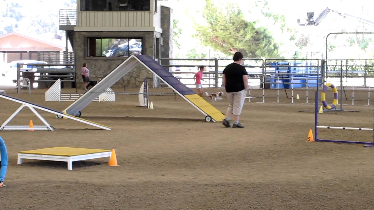 Nicole & Ruby - AKC 09/03/11 @ City of Industry - Exc. Std - YouTube