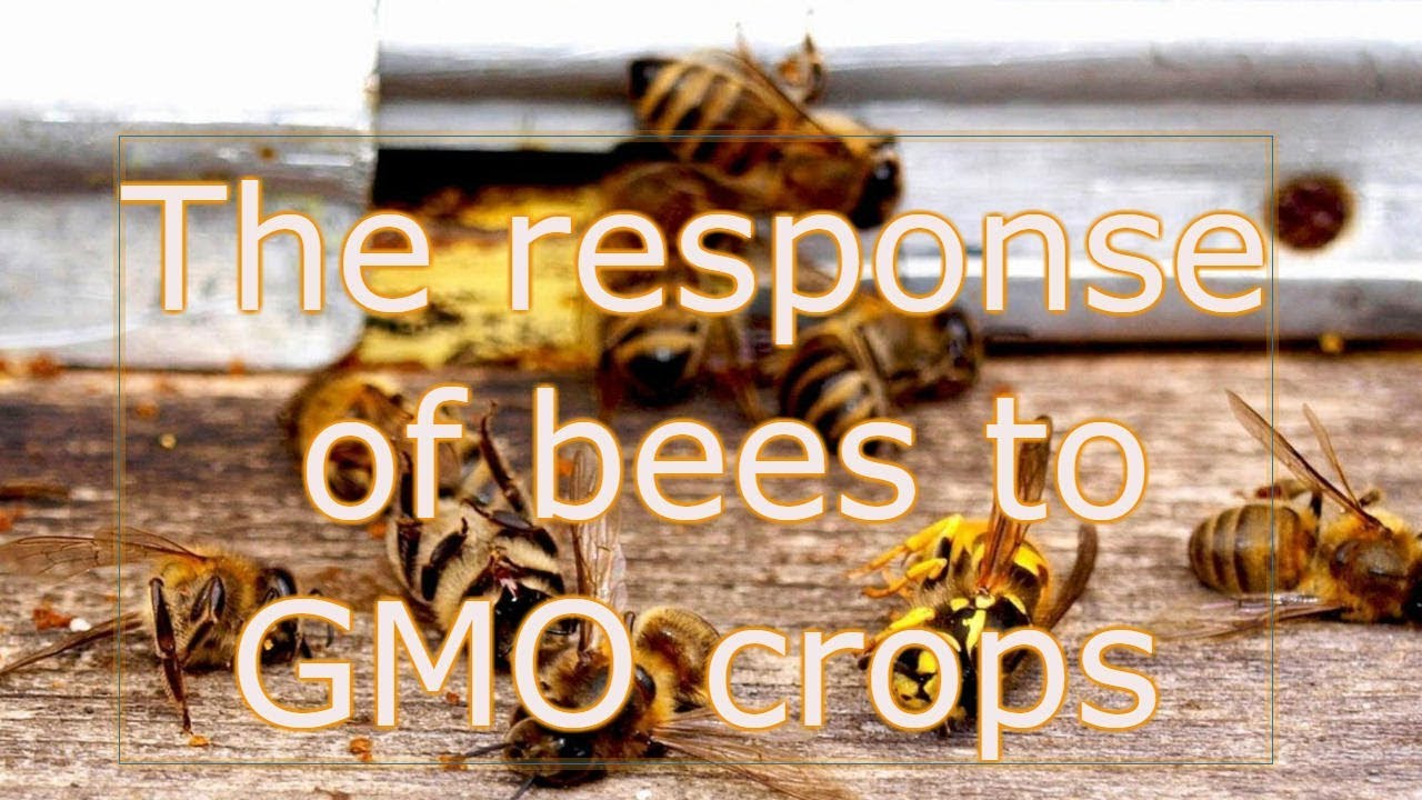The response of bees to GMO crops - YouTube