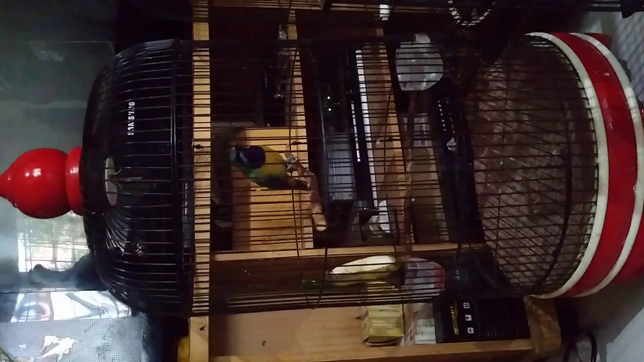 Cucang Cungkok nembaknya nonstop untuk Masteran Murai Batu - YouTube