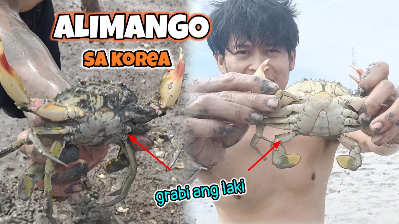 ANG LAKI AT DAMI NG ALIMANGO SA KOREA | TULODOS - YouTube