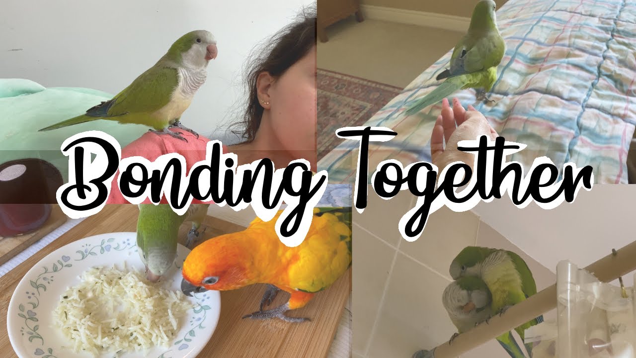 5 Ways To Bond With Your Bird - YouTube