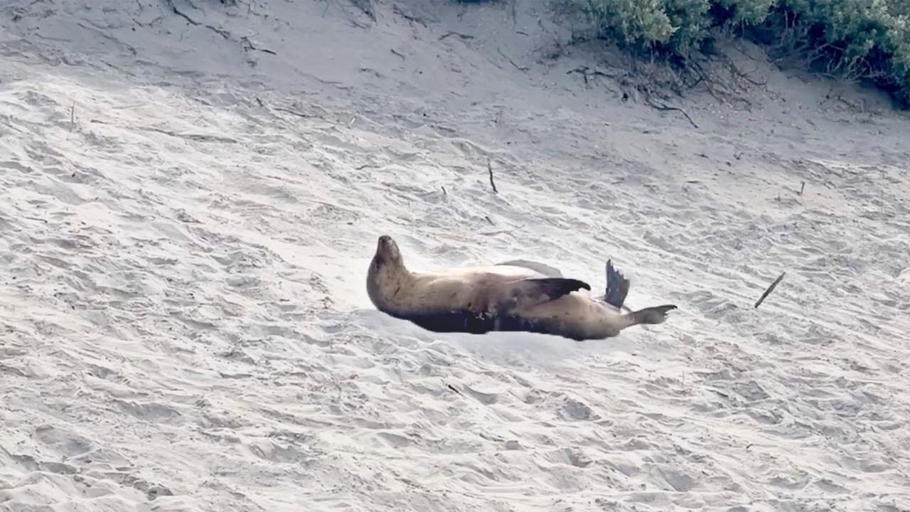Playful Seal Rolls Down Sand Dune - YouTube