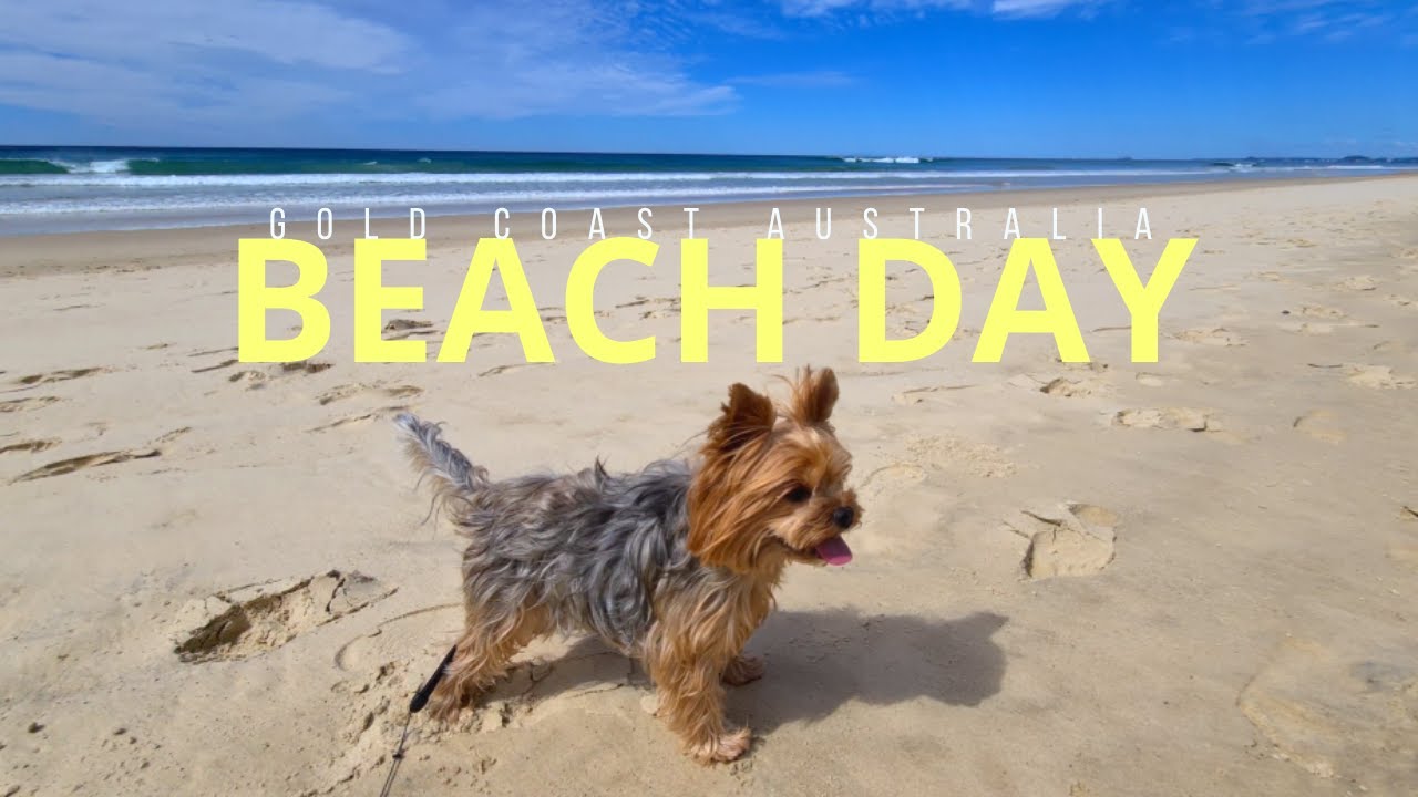 Yorkie goes to the Beach | Yorkshire Terrier - YouTube
