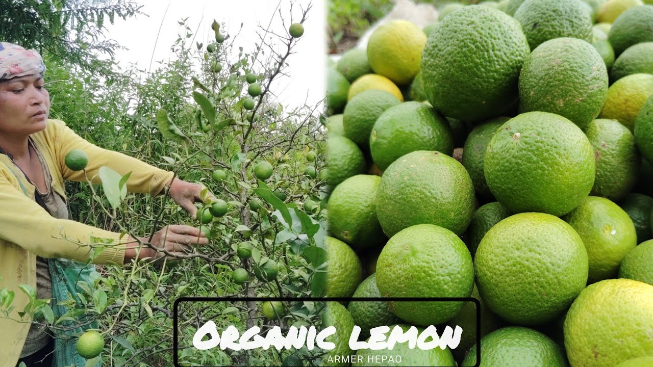 Harvest organic lemon||champra lona||#kukiland#lemon#farmer hepao - YouTube
