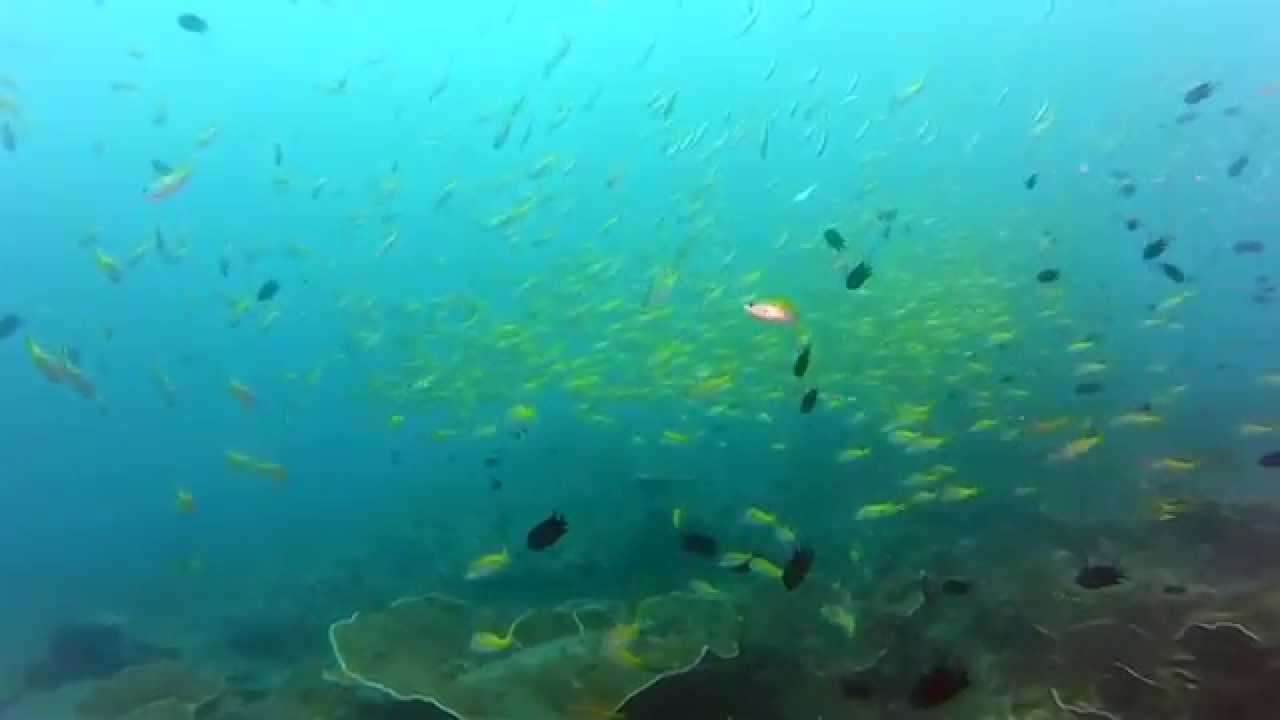 Wreck and Scuba Dive Sites of Coron Bay 0228~0302/2015 - YouTube
