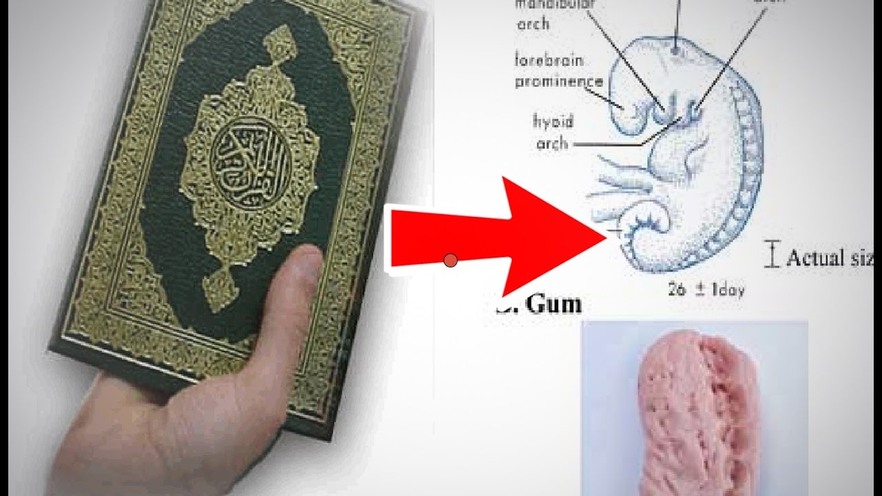 Evidence Islam is Truth:The Quran on Human Embryonic Development 1\8 ...
