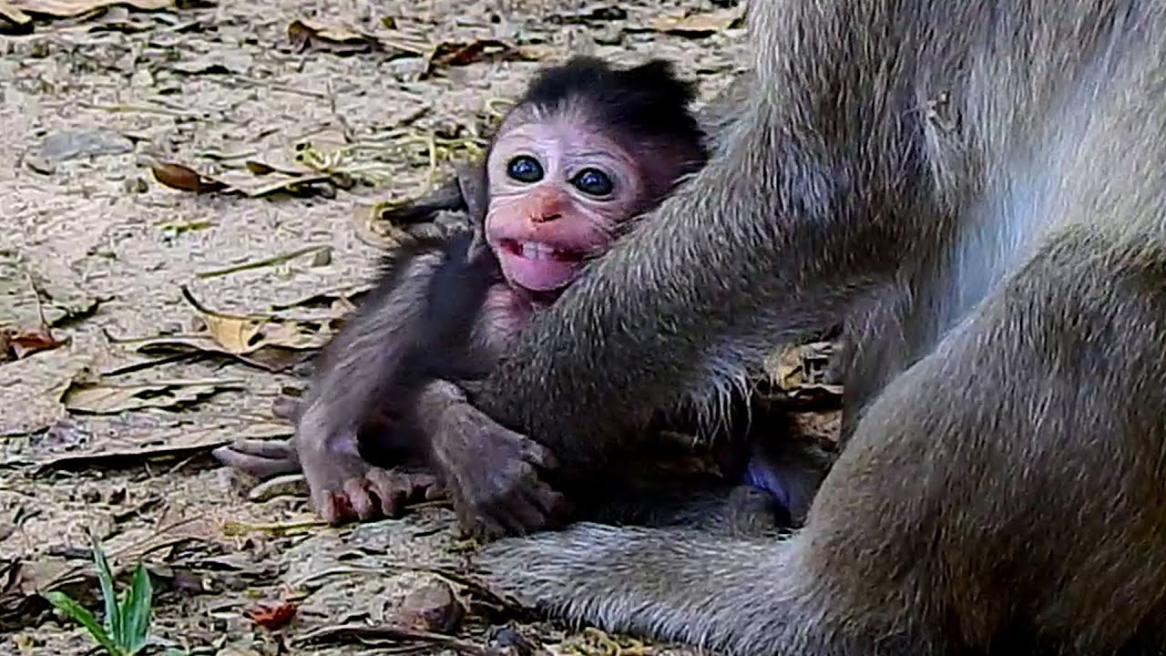 No mommy.. Tiny baby monkey not want mother monkey denied milk without ...
