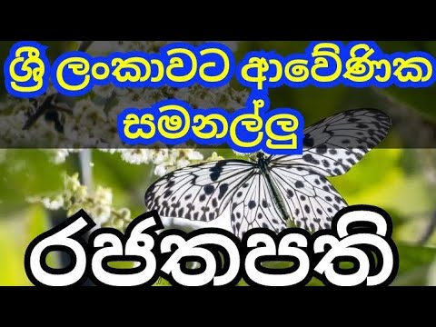 ශ්‍රී ලංකාවට ආවේණික සමනල්ලු - Ceylon Tree Nymph - (Idea iasonia ...