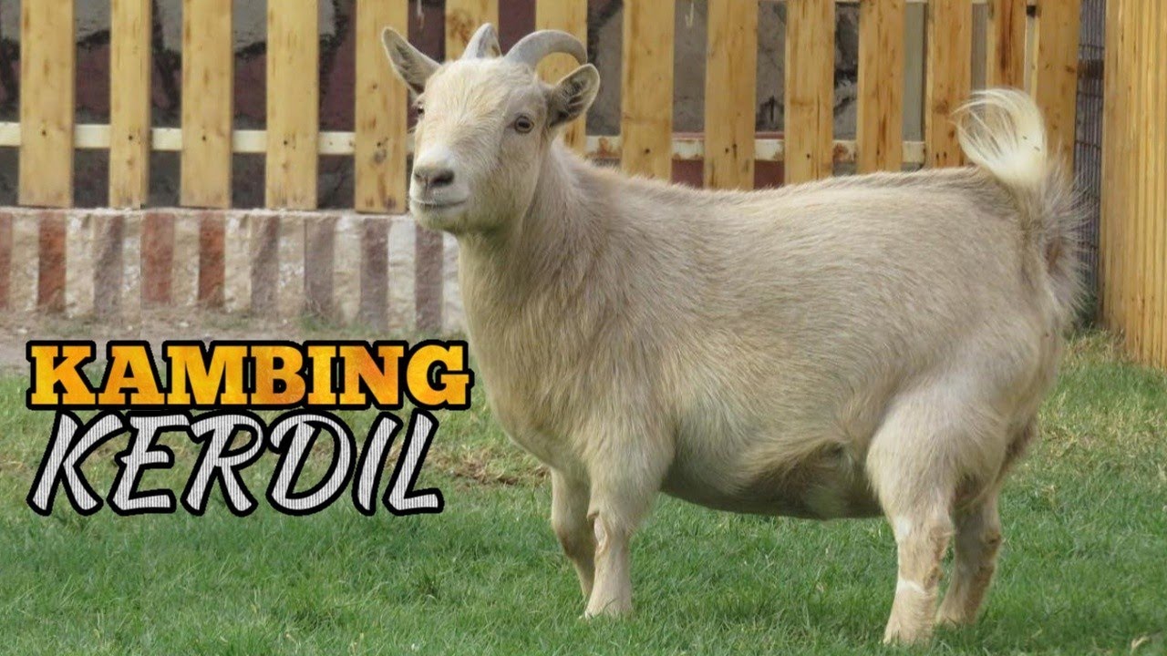 Mengenal Kambing Pygmy Dan Harga Jualnya - YouTube