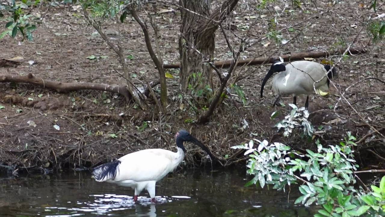 Colony of IBIS at Bundaberg Botanical Gardens - YouTube