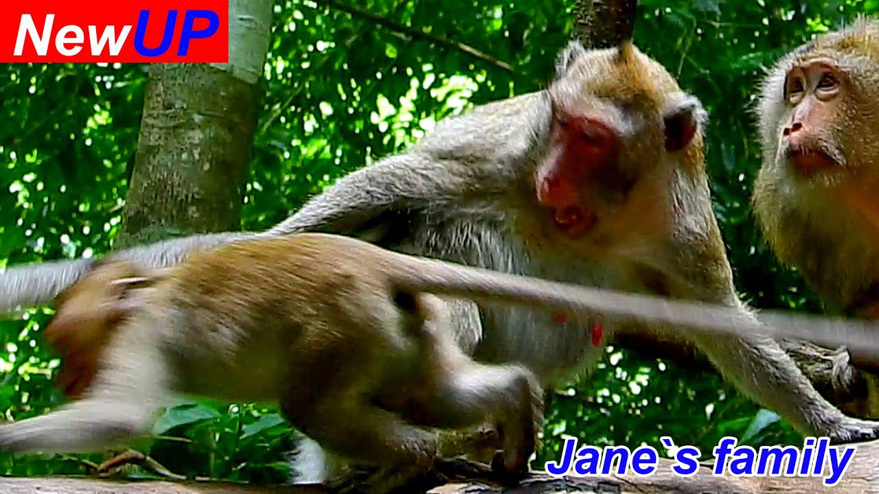 OMG..Jane great shakebody be@t br@t Jonna cheat stealing milk while she ...