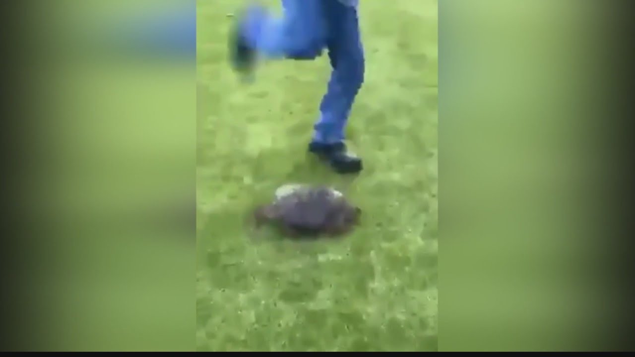 Video captures turtle abuse - YouTube