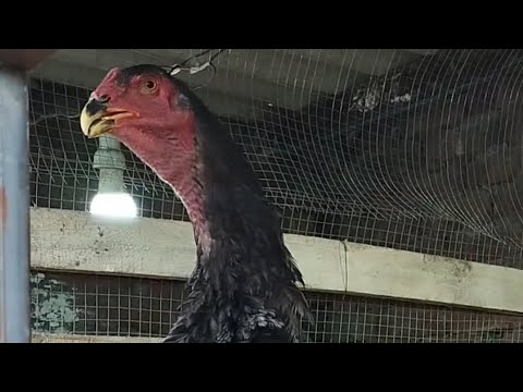 Shamo chick Crowing 🐓 Blue Shamo #shamo #blueshamo #blackshamo # ...