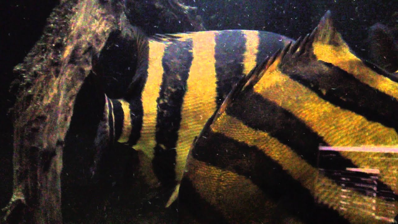 datnioides microlepis 50 cm - YouTube