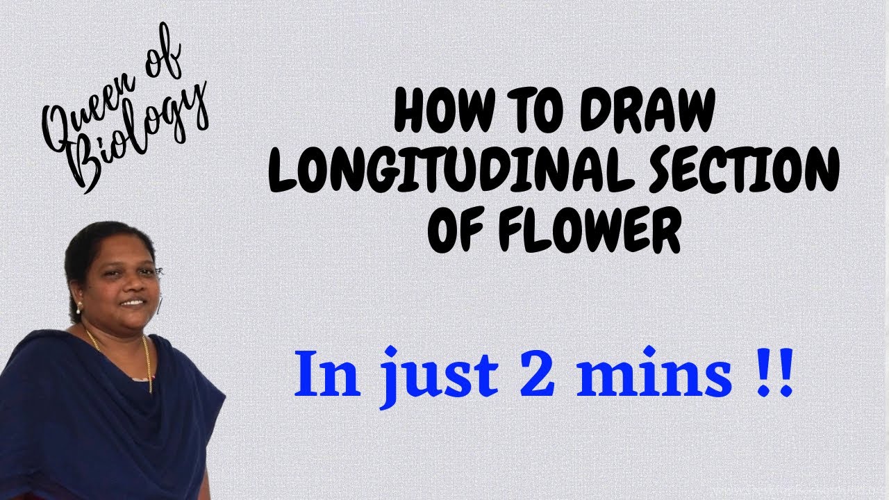 HOW TO DRAW LONGITUDINAL SECTION OF FLOWER IN JUST 2 MINUTES. - YouTube