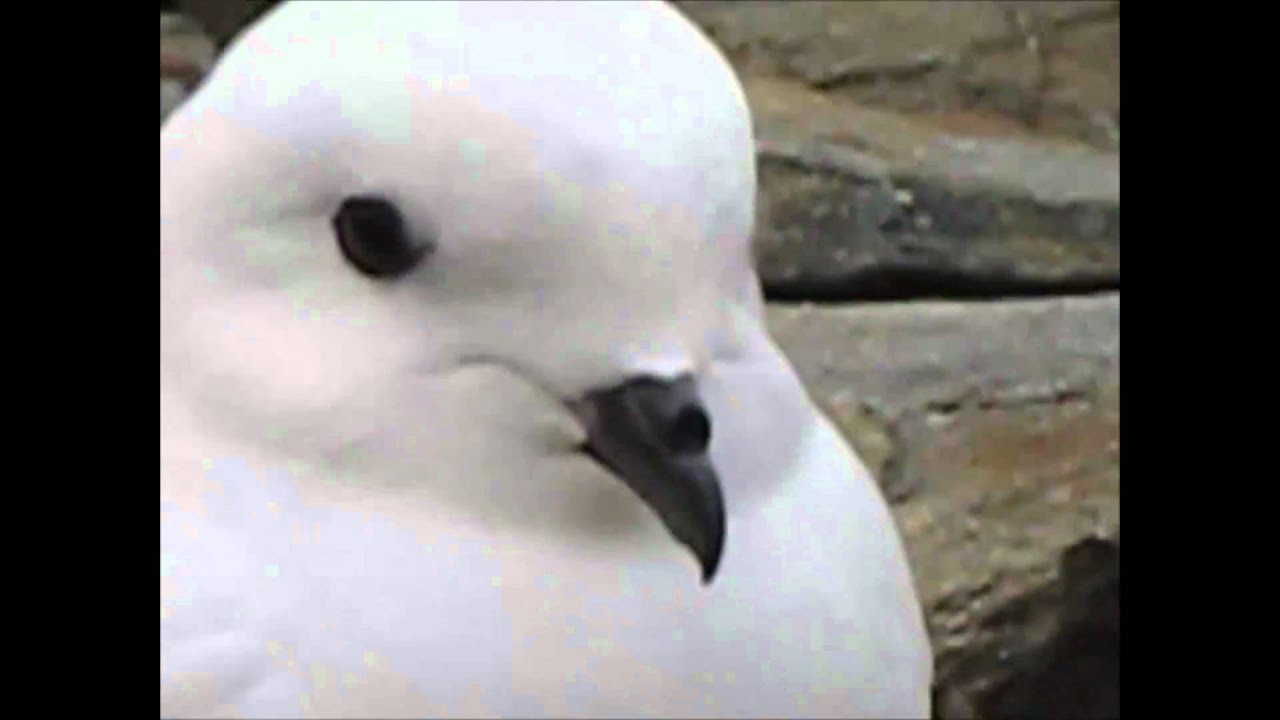 Snow Petrel, rare sighting on land at sea level. - YouTube