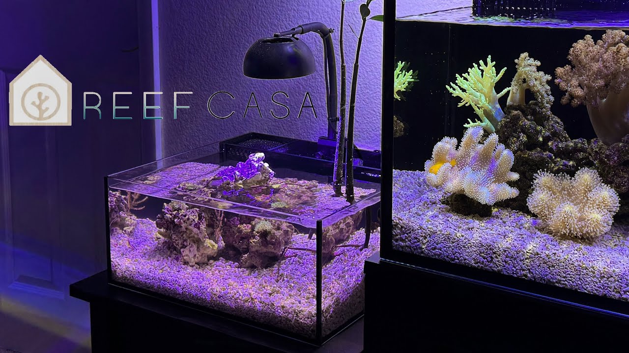 Should you setup a pico reef? *ReefCasa 6g review* - YouTube