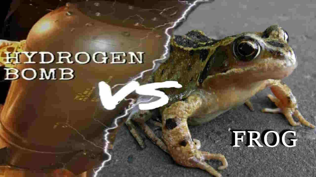 Easy methods of removing frogs, and more | Rain World: The Watcher ...