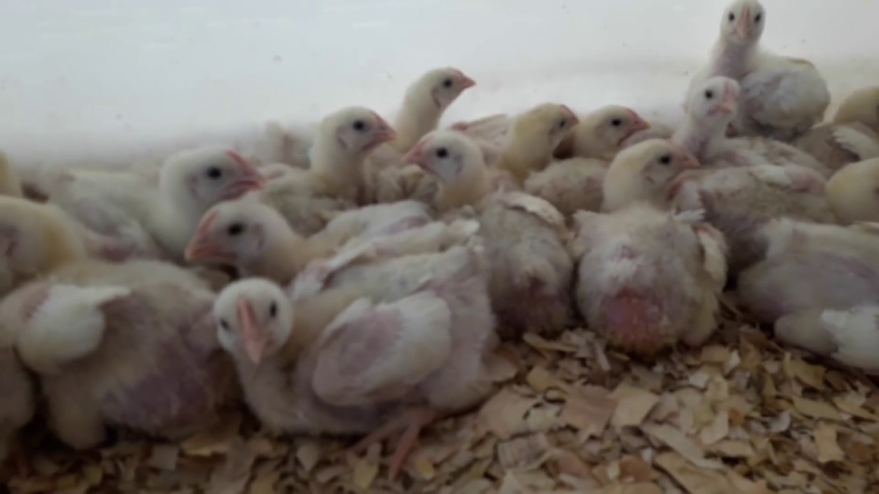 Dia 13 avances /vacunas /cambio de alimento pollos de engorde - YouTube