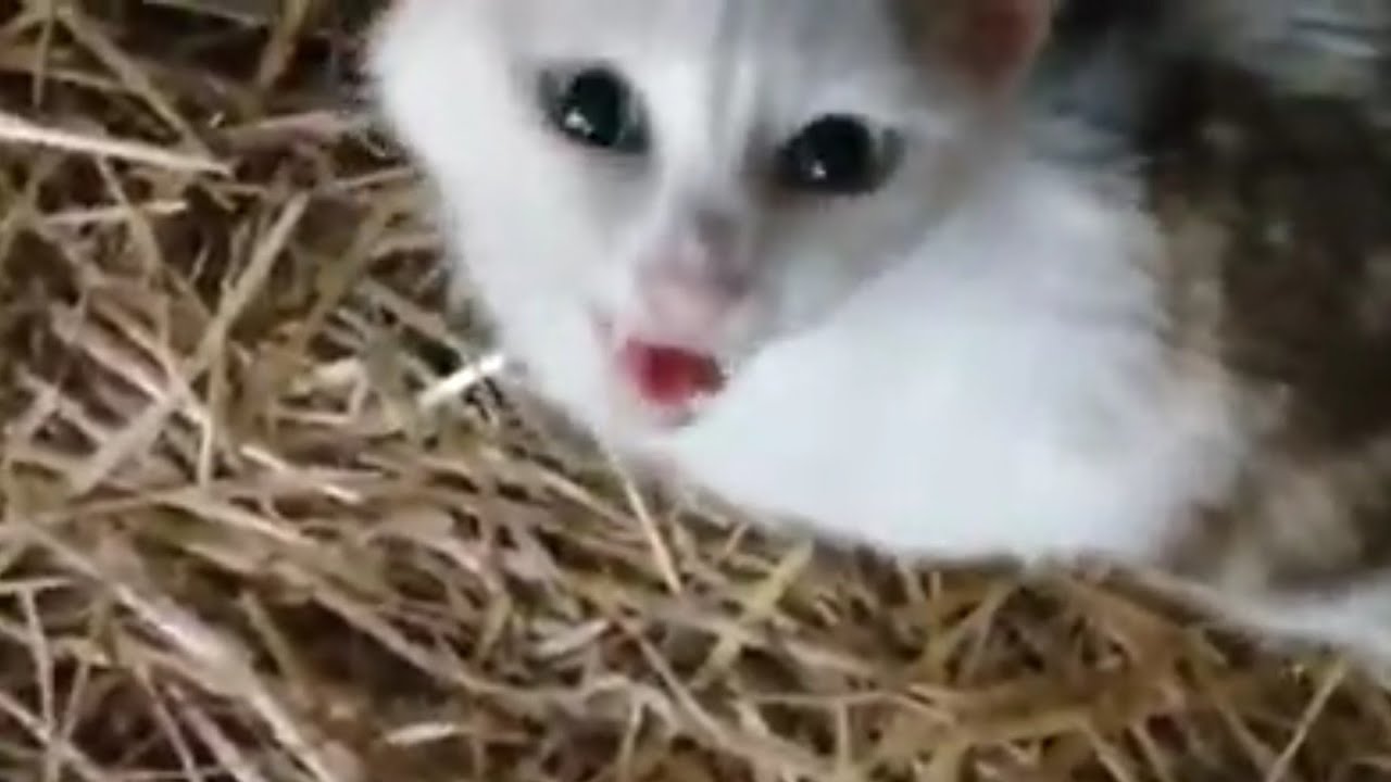 Cute Cat meowing into the camera - YouTube