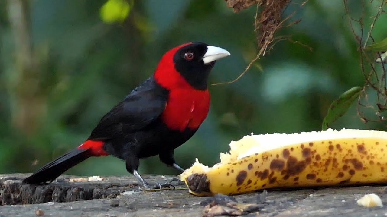 Crimson-collared Tanager - YouTube