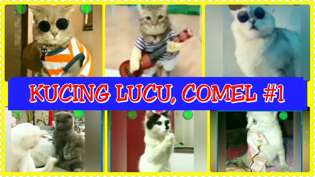 KUCING LUCU, COMEL 2020 Part #1 - YouTube