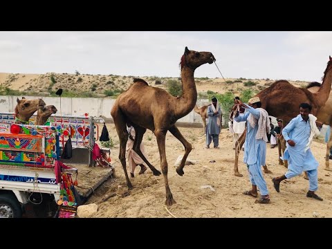 The camel is taking a big leap while being unloaded from the truck ...