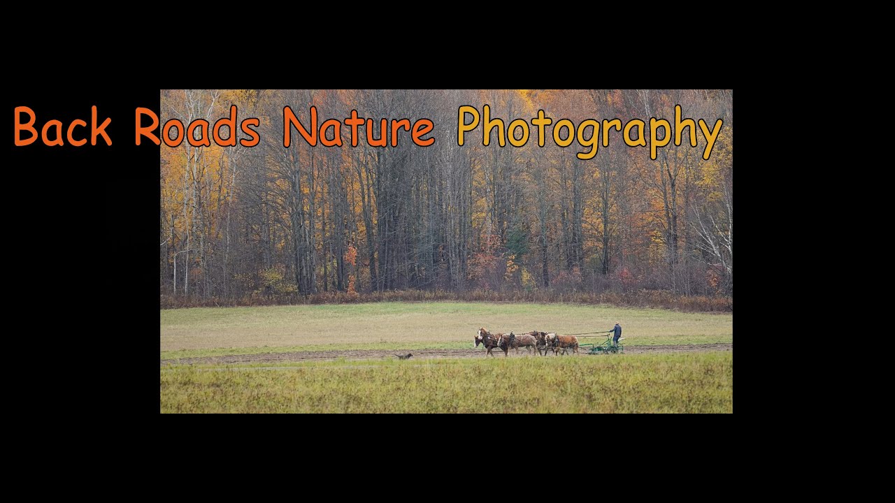 Back Roads Nature - Who Needs Golden Hour - YouTube