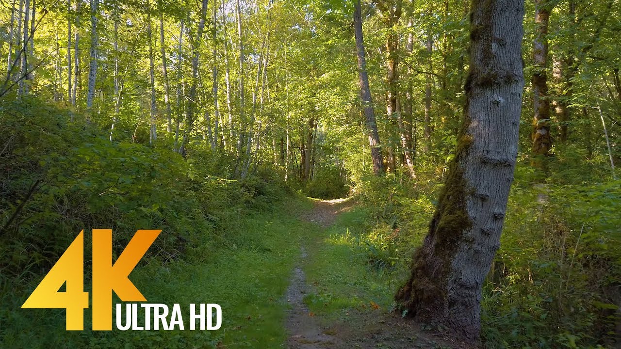 4K Virtual Forest Walk with Birds Singing in the Woods - Newcastle ...