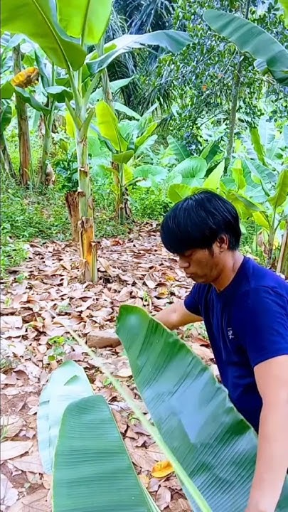 Cara mudah melipat daun pisang #shorts - YouTube