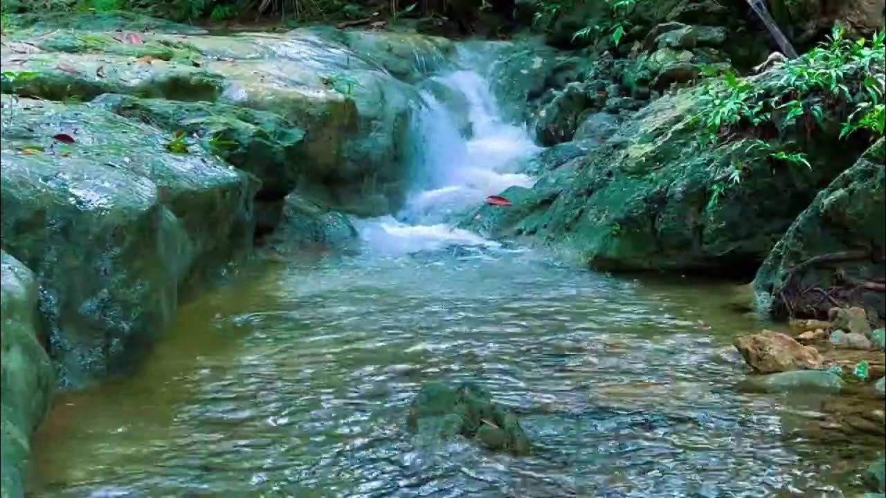 Forest Nature Sounds Relaxing Waterfall-Birds Chirping Sleeping Sound-Water & Birdsong ...