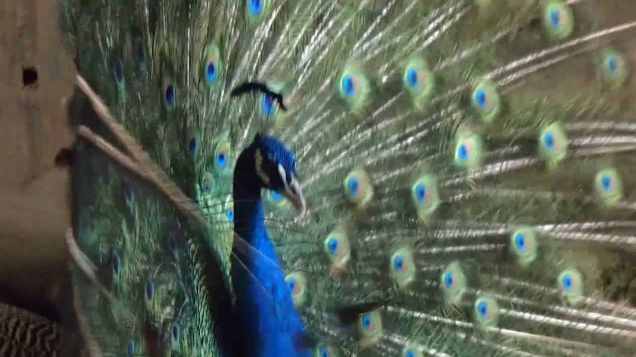 tawous for sale - YouTube