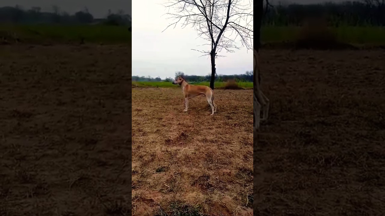 Taze Cata dog for sail video shot #dog #selldoglive #dogs # ...