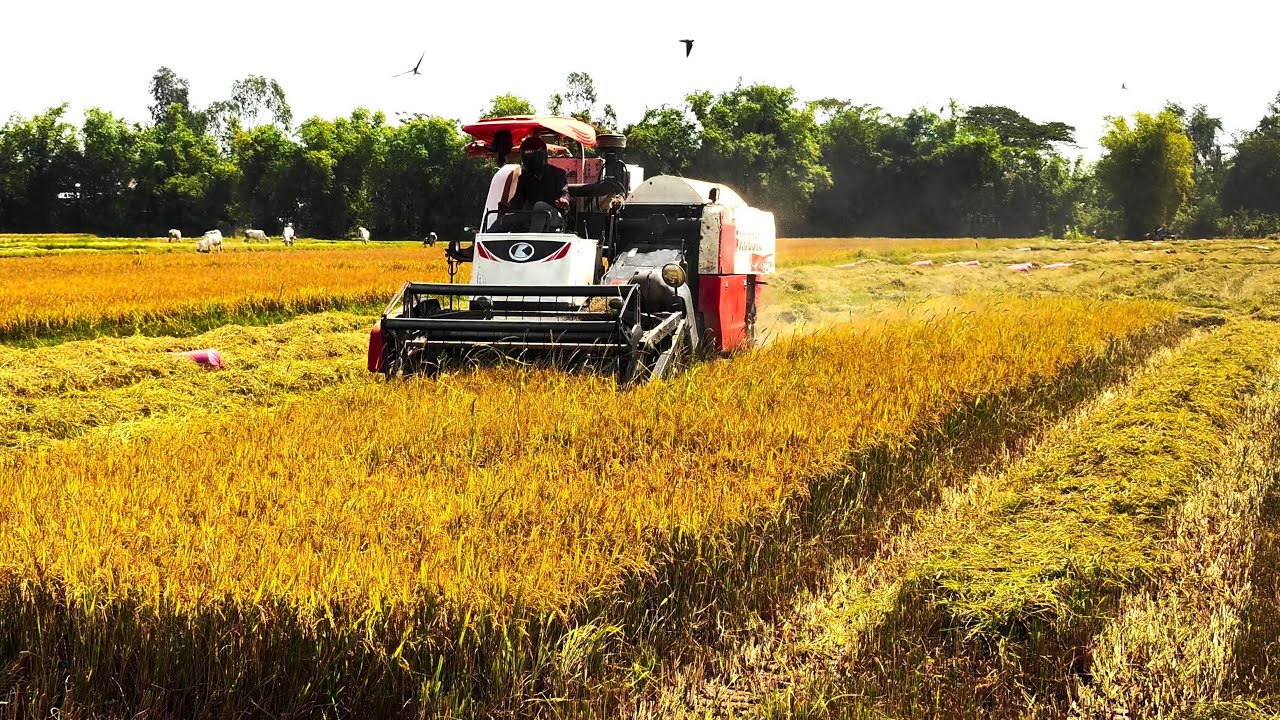 Rice Agriculture Harvesting By Tractor Kubota in golden rice farm [ 4K ...