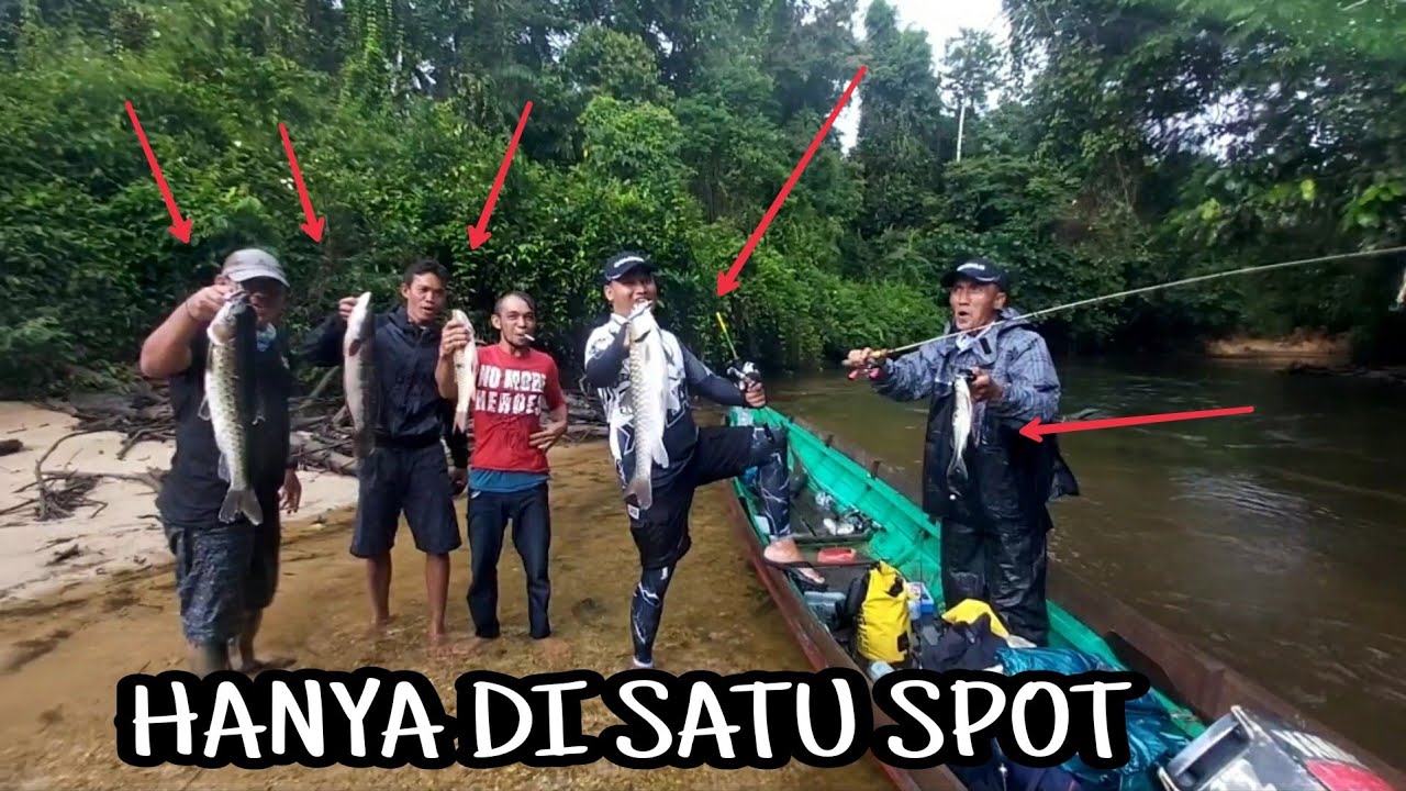 MANTAP! MANCING IKAN MASHEER,IKAN TOMAN,IKAN HAMPALA,IKAN APOLLO SHARK ...
