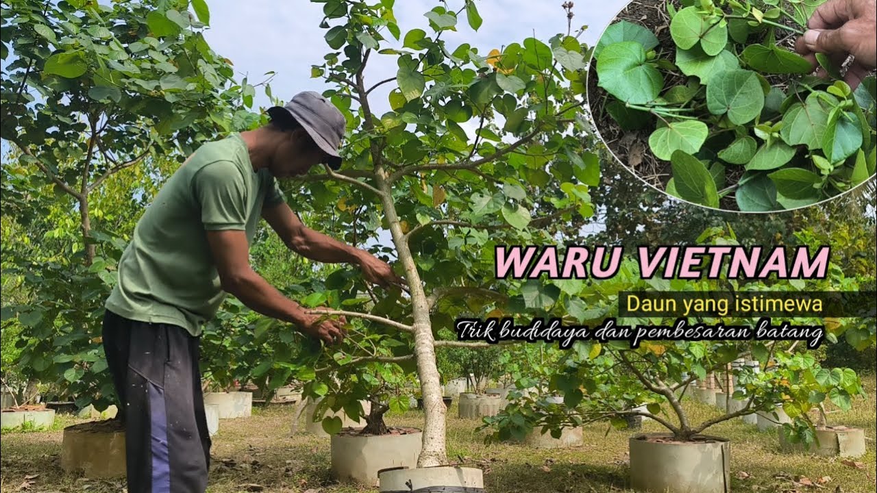 Cara Mudah Budidaya Dan Pembesaran Batang Waru Vietnam - YouTube