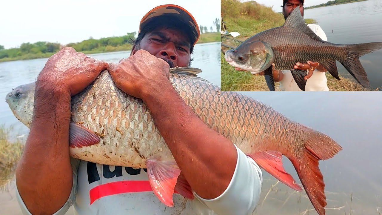 Fishing | Big Rohu catching | Big Katla Fish | Catla Fishing video ...