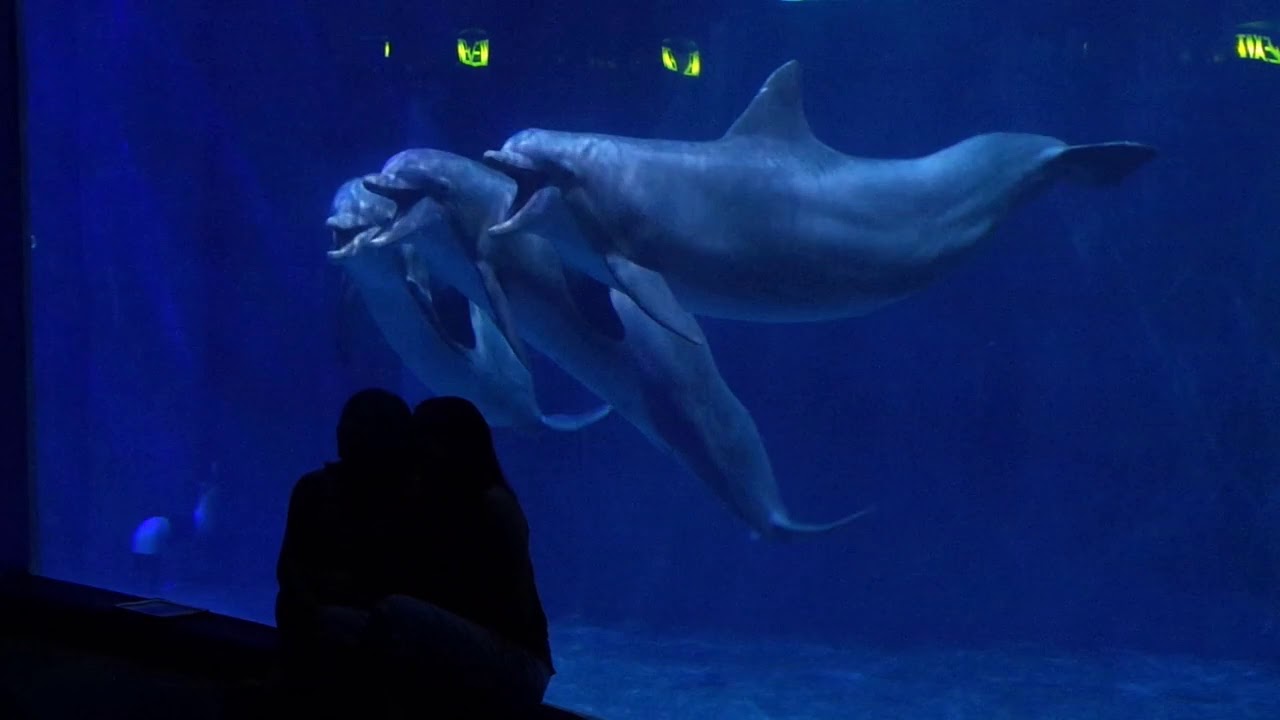 EPCOT DOLPHINS SHOW - YouTube