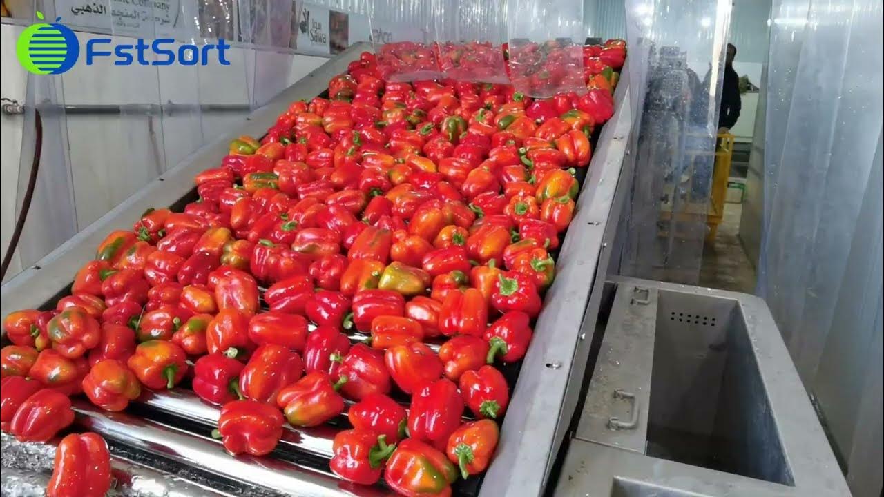 4 Lane bell pepper washing sorting machine sweet pepper processing line ...
